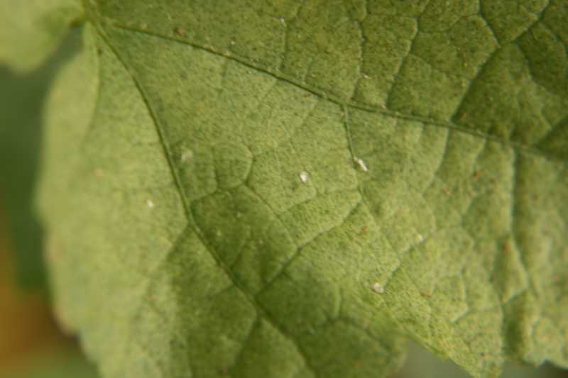 Whitefly - indoors
